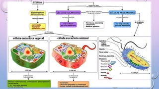 La Célula | PPT