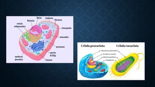 La celula | PDF | Biological Sciences | Science