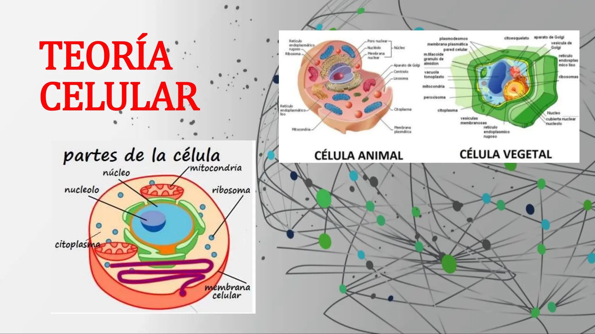 LA CELULA - TEORIA CELULAR Y LAS PARTES DE LA CELULA | PPTX ...
