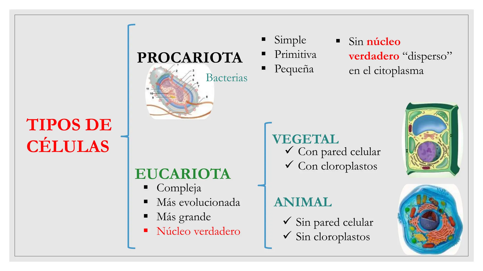 LA CELULA - TEORIA CELULAR Y LAS PARTES DE LA CELULA | PPTX ...
