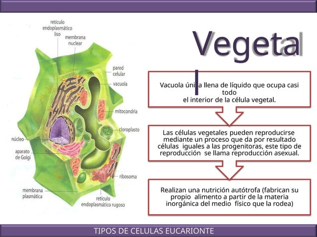 La Celula Estructura Y Función Las Organelas Celulares Ppt
