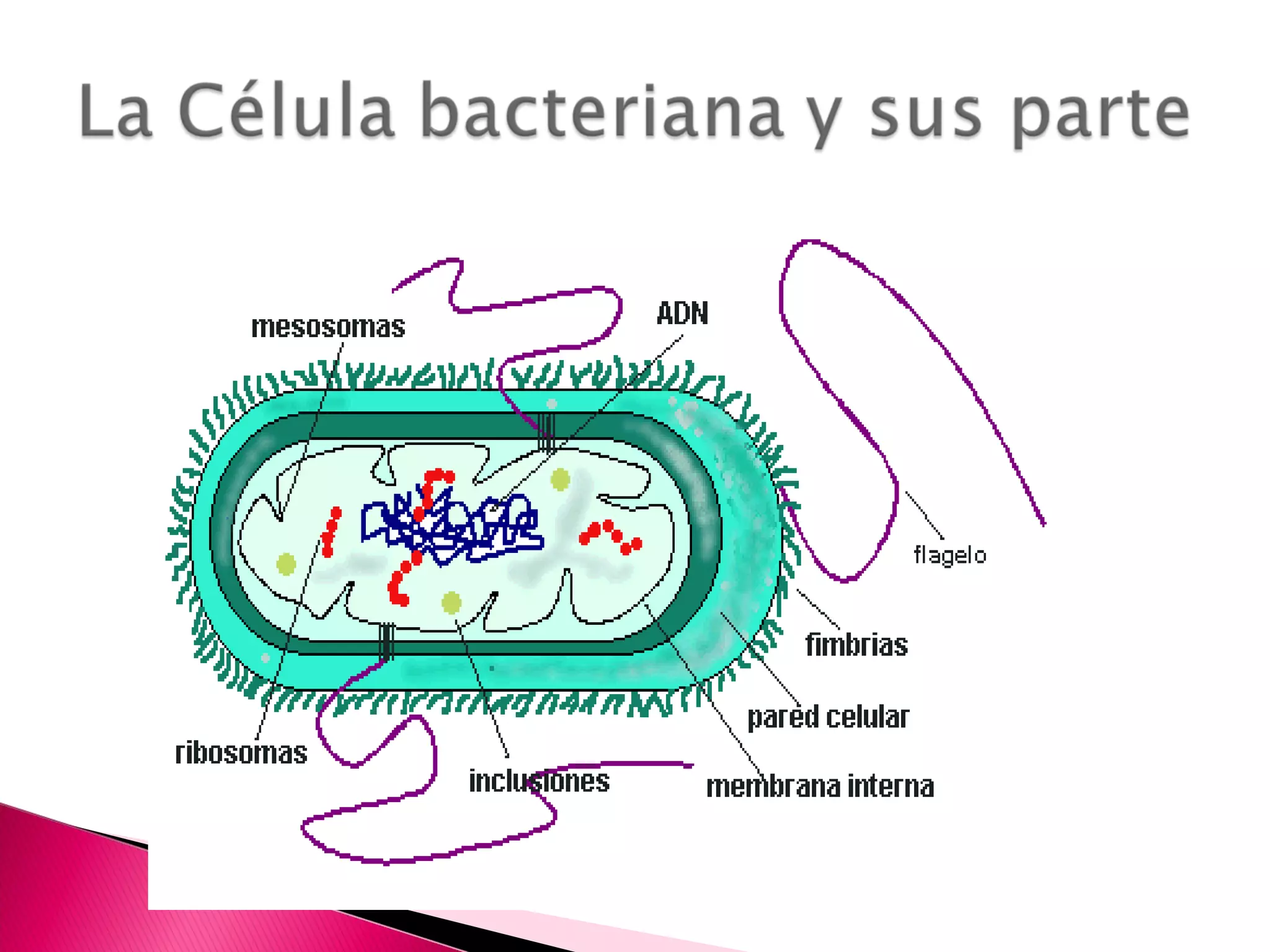 La celula bacteriana y sus partes | PPT