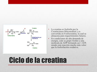 La Célula Cardiaca y Sus Funciones | PPTX