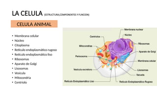 LA CELULA estructura-componente y funcion.pptx