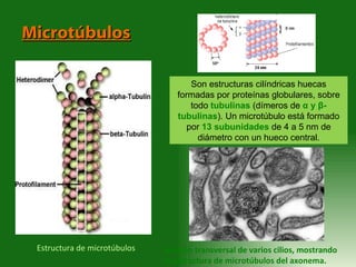 La celula eucariota estructura | PPT