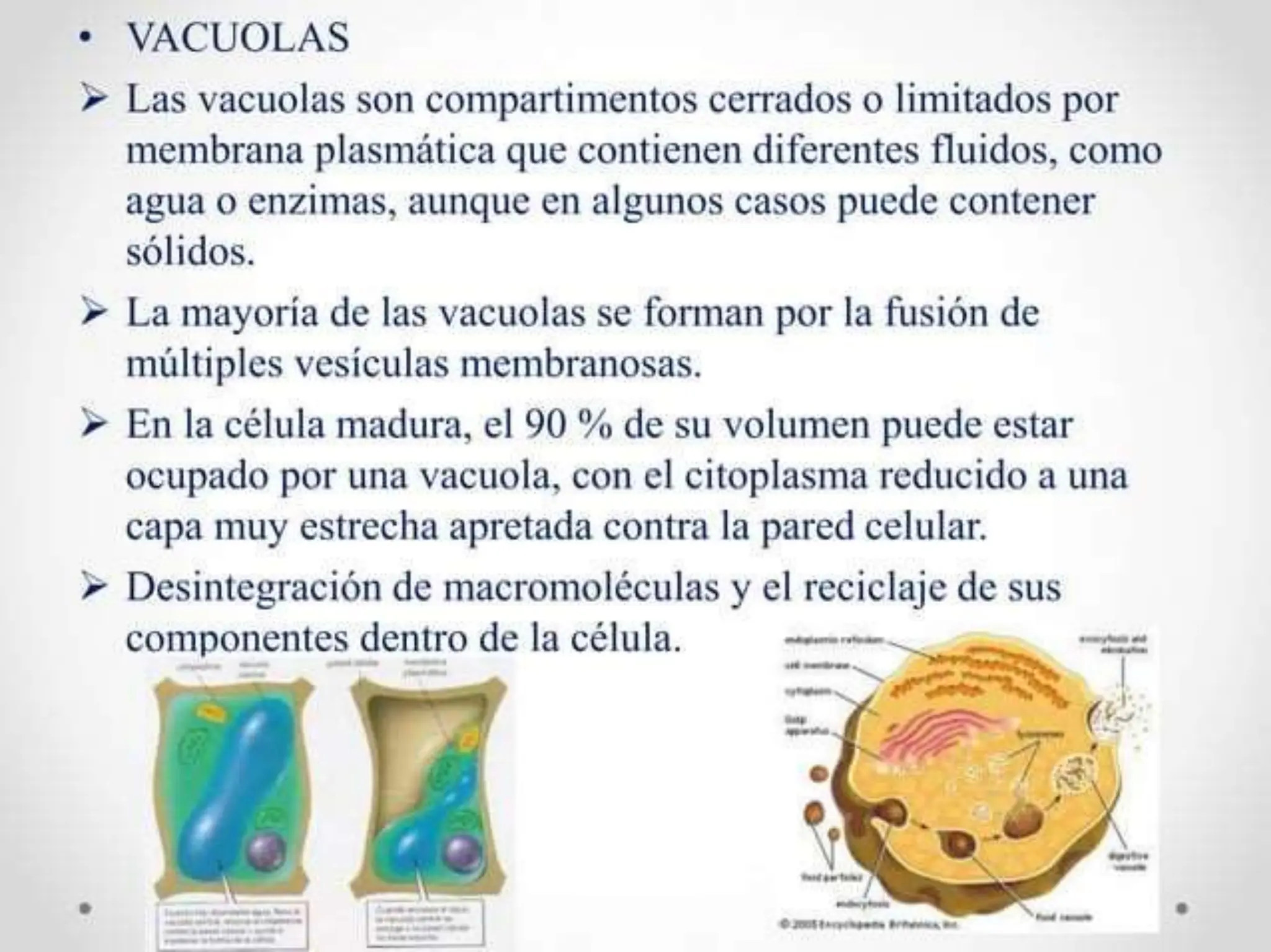 LA CELULA GENERALIDADES.pptx