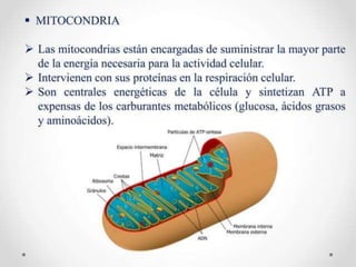 LA CELULA GENERALIDADES.pptx