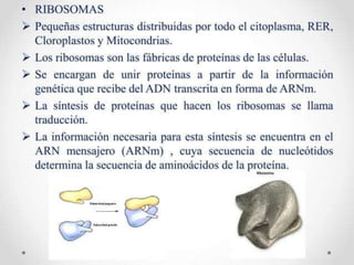 LA CELULA GENERALIDADES.pptx