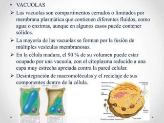 LA CELULA GENERALIDADES.pptx