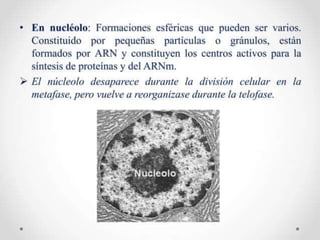 LA CELULA GENERALIDADES.pptx