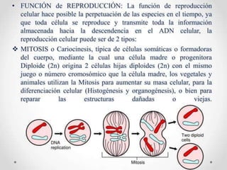 LA CELULA GENERALIDADES.pptx