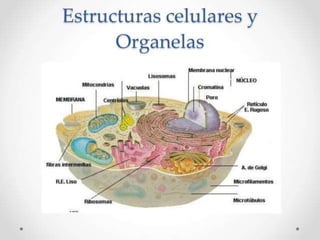 LA CELULA GENERALIDADES.pptx
