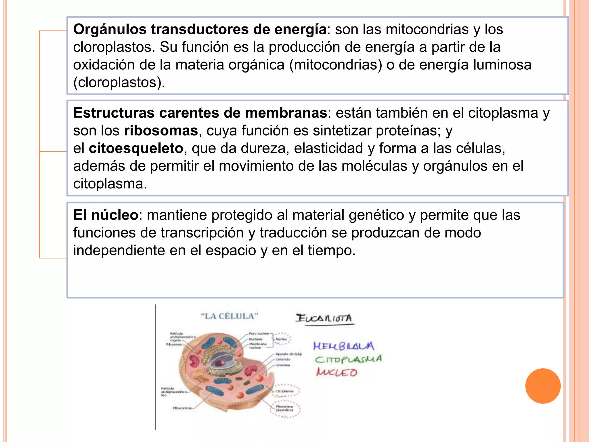 La célula su clasificacion | PPTX