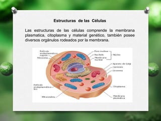 La celula y su estructura | PPTX