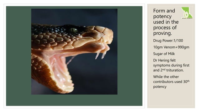 Lachesis Mutus- a Homoeopathic medicinel.pptx