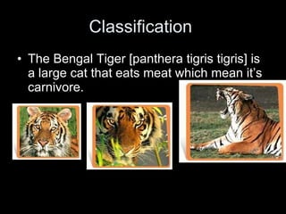 Lachlan c bengal tigers | PPT