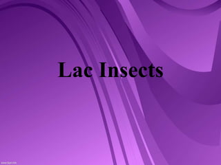 Lac inescts pest | PPT