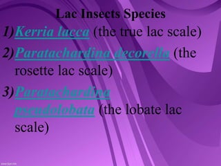 Lac inescts pest | PPT