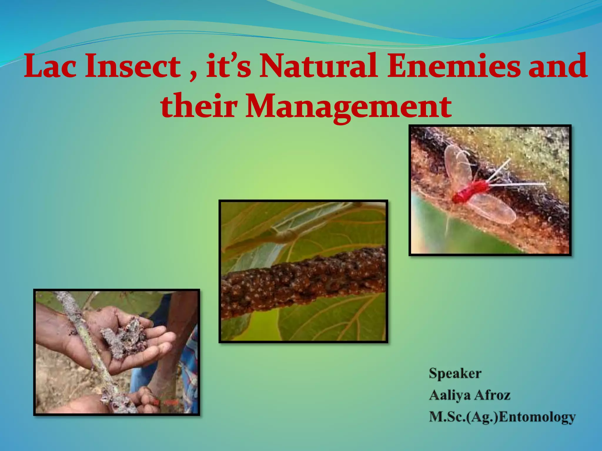 Lac insect, it's natural enemies and their management | PPTX
