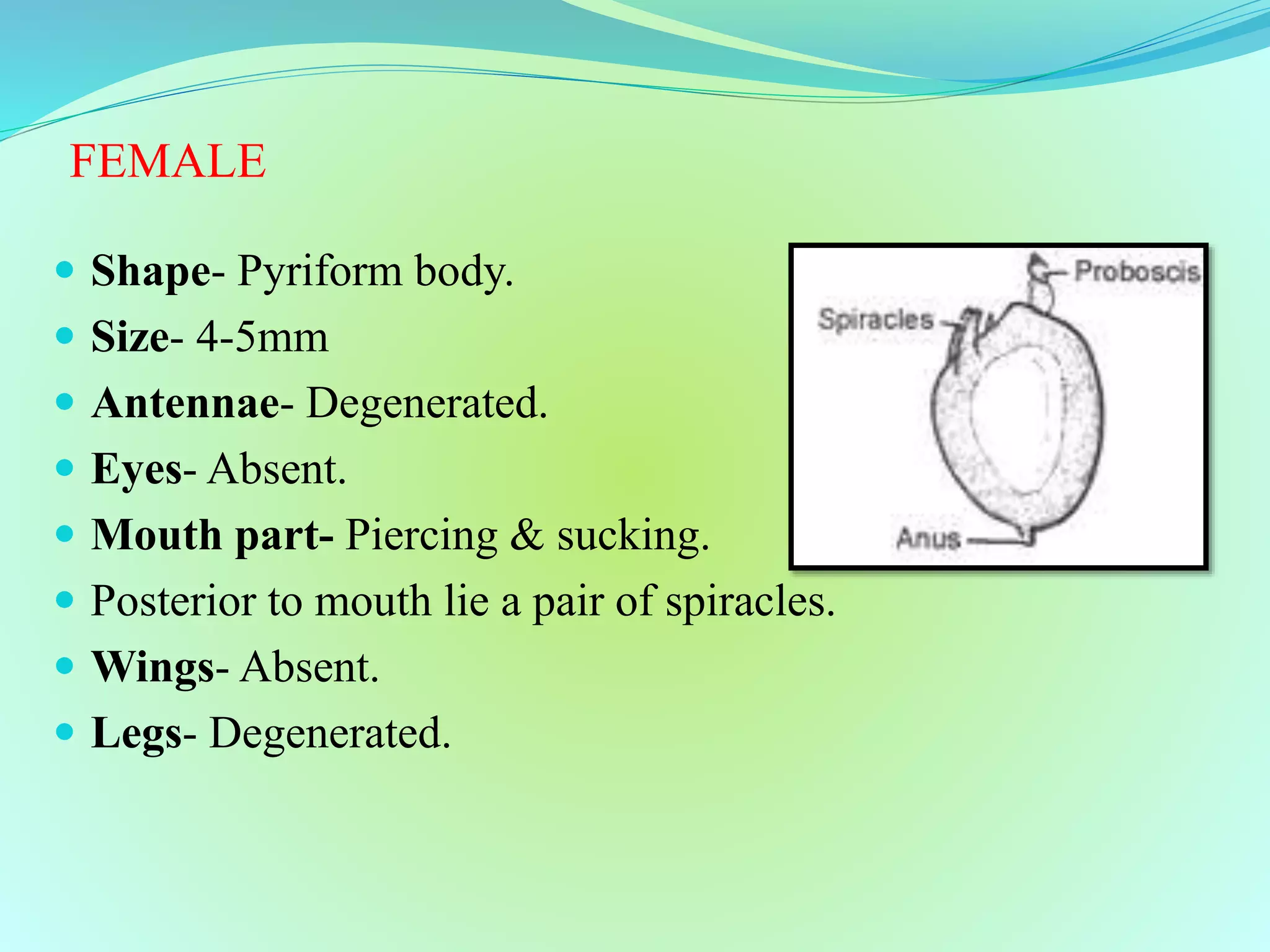 Lac insect, it's natural enemies and their management | PPTX