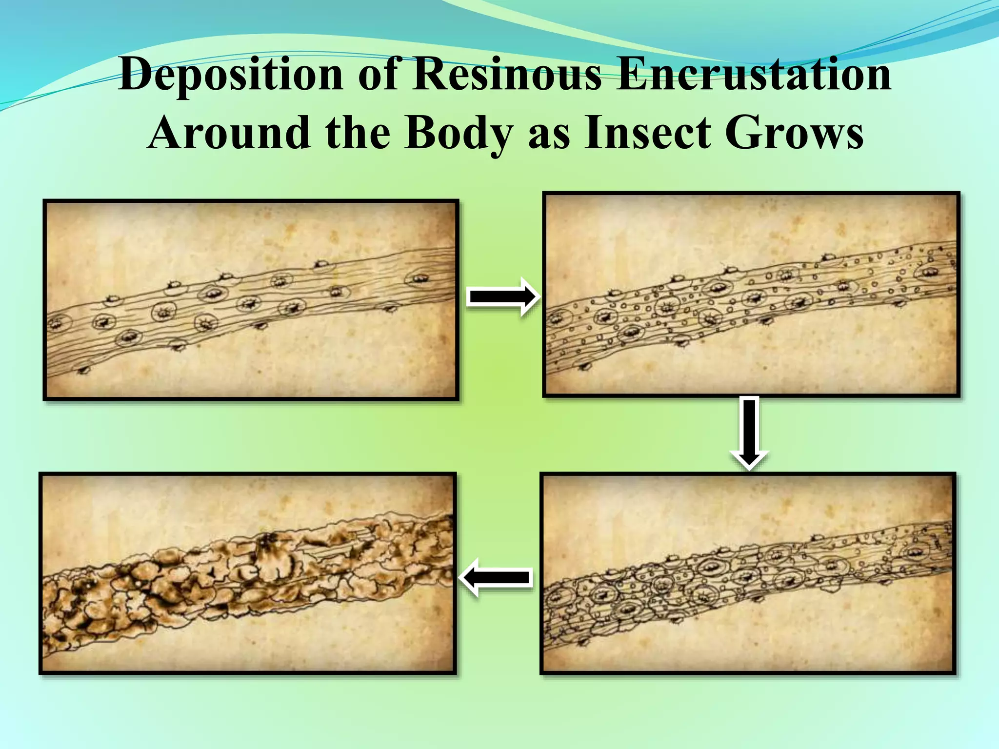 Lac insect, it's natural enemies and their management | PPTX
