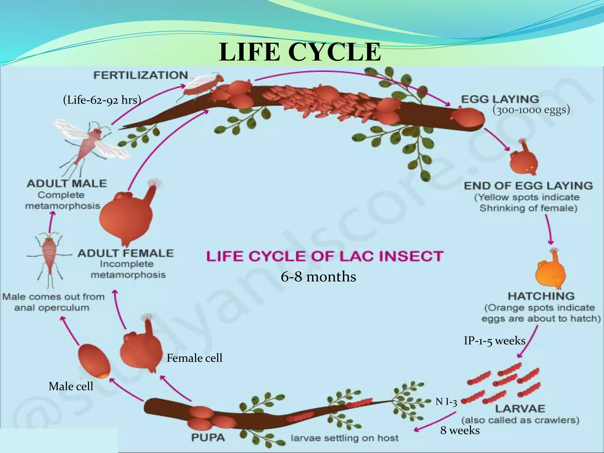 Lac insect, it's natural enemies and their management | PPTX