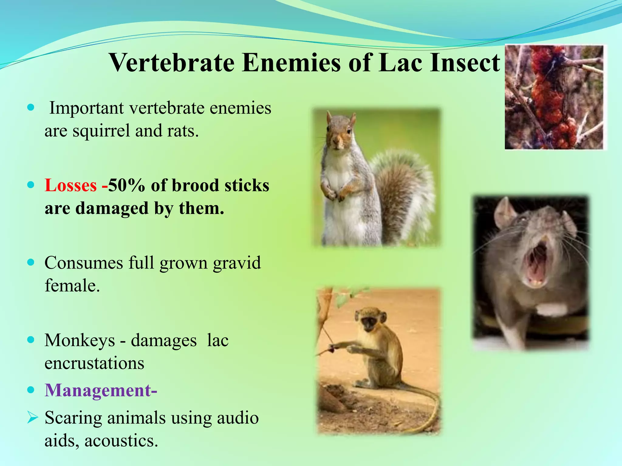 Lac insect, it's natural enemies and their management | PPTX