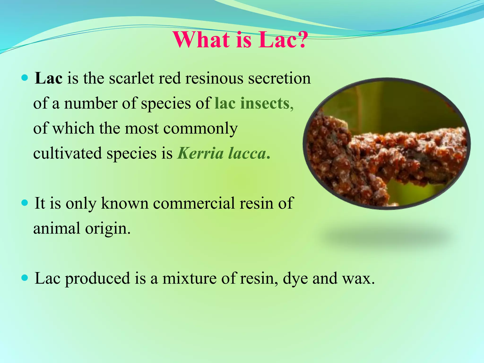 Lac insect, it's natural enemies and their management | PPTX