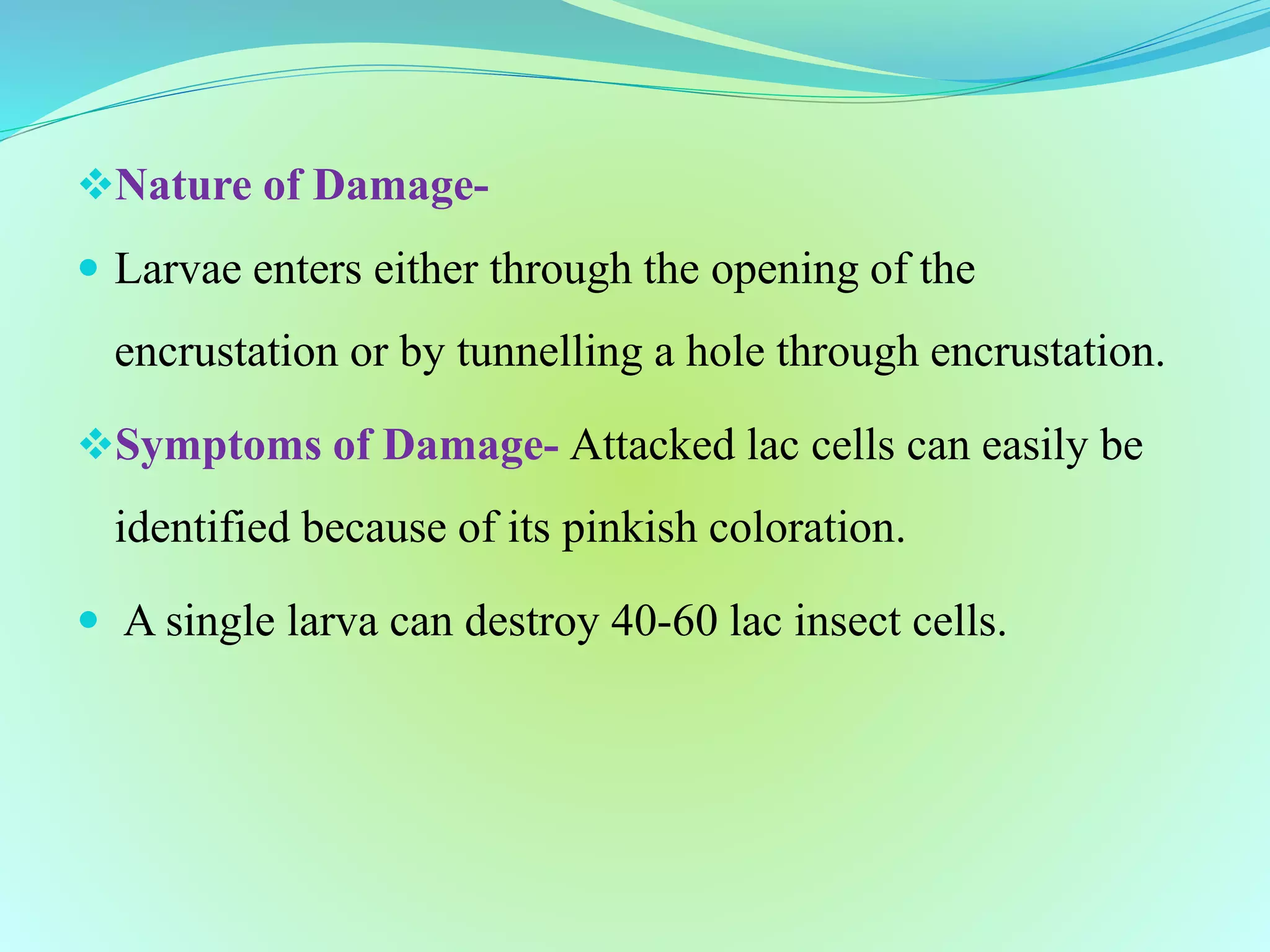 Lac insect, it's natural enemies and their management | PPTX