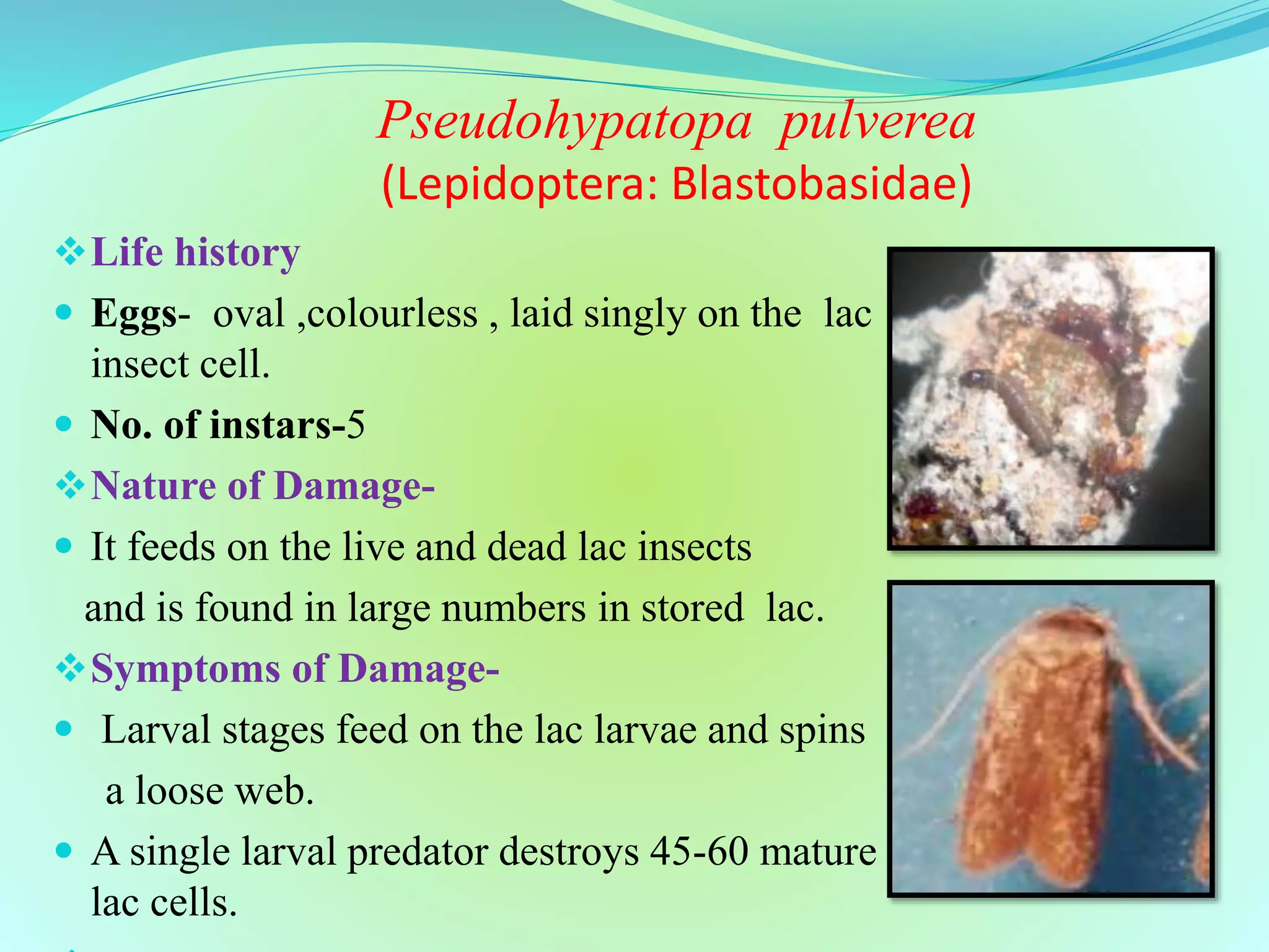 Lac insect, it's natural enemies and their management | PPTX