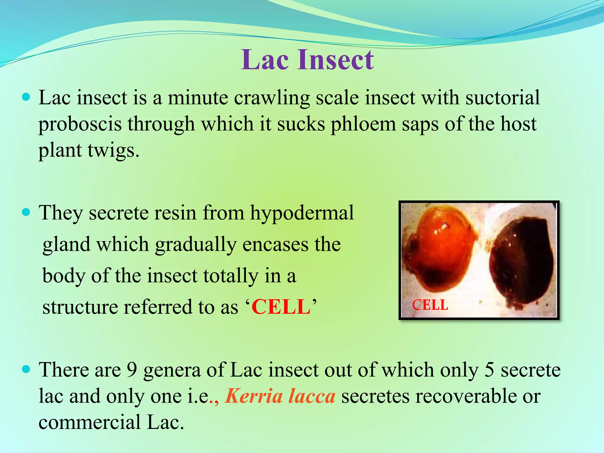 Lac insect, it's natural enemies and their management | PPTX