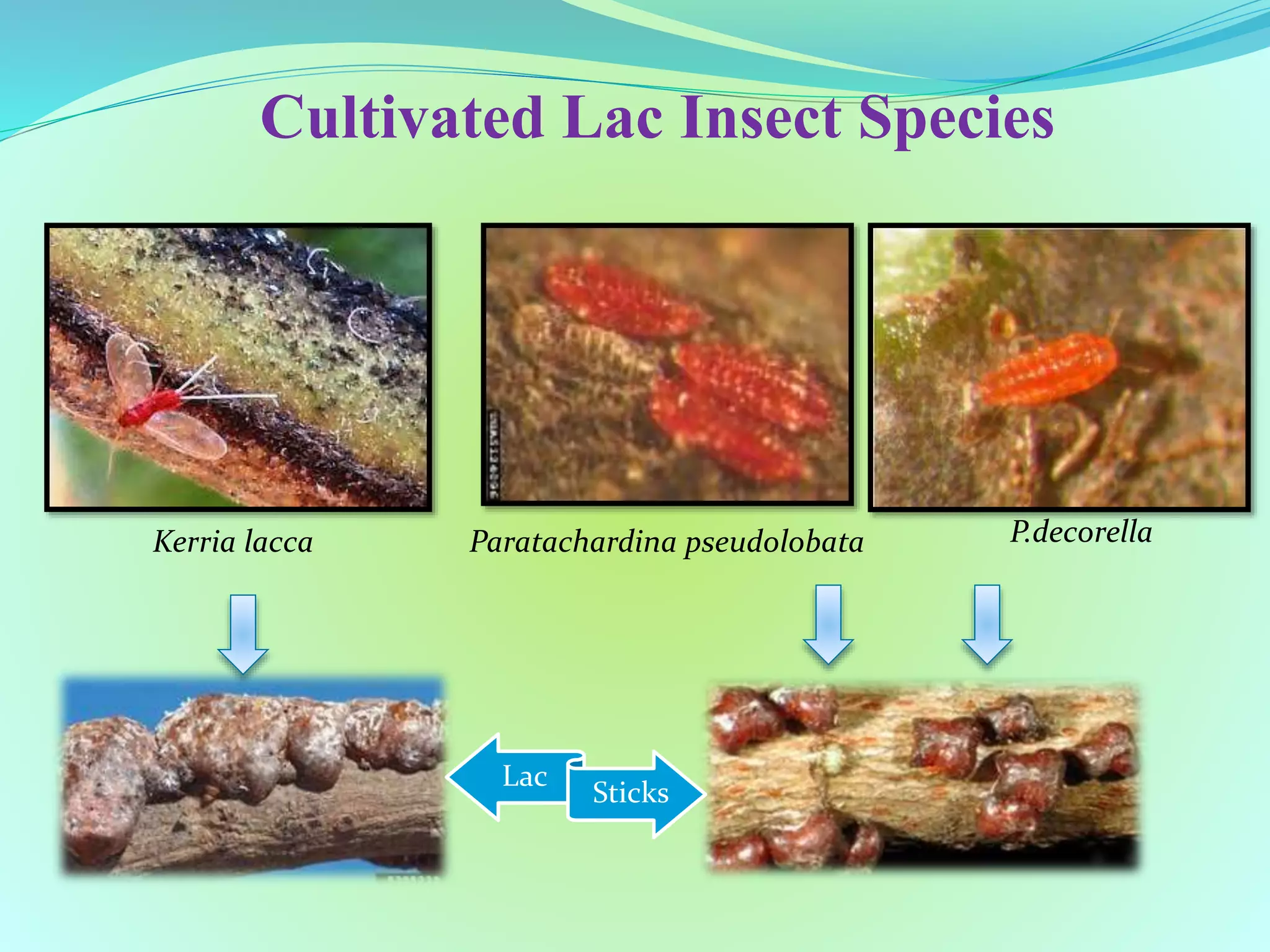 Lac insect, it's natural enemies and their management | PPTX