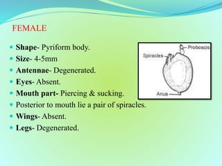 Lac insect, it's natural enemies and their management | PPTX