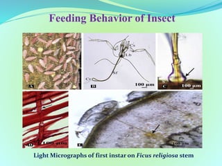 Lac insect, it's natural enemies and their management | PPTX