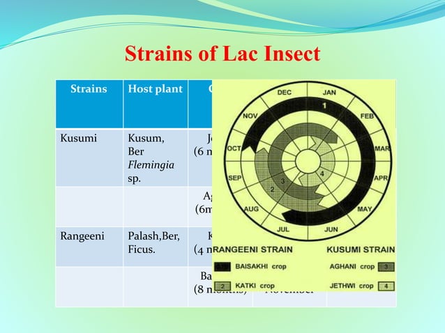 Lac insect, it's natural enemies and their management | PPTX ...