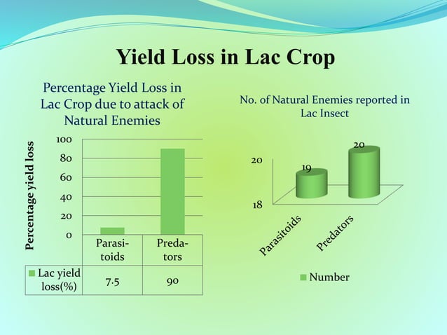 Lac insect, it's natural enemies and their management | PPTX ...