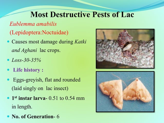 Lac insect, it's natural enemies and their management | PPTX ...
