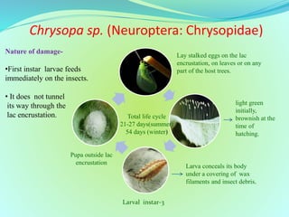 Lac insect, it's natural enemies and their management | PPTX