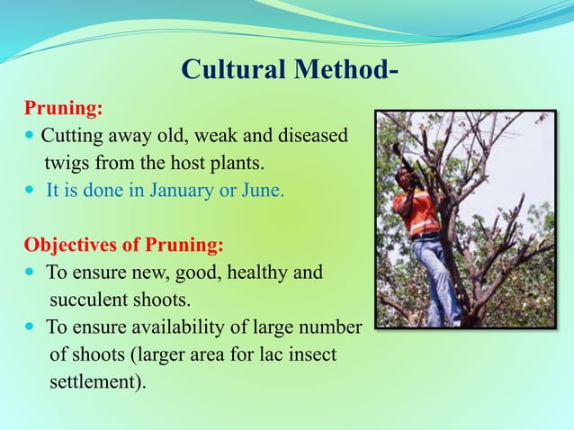 Lac insect, it's natural enemies and their management | PPTX ...