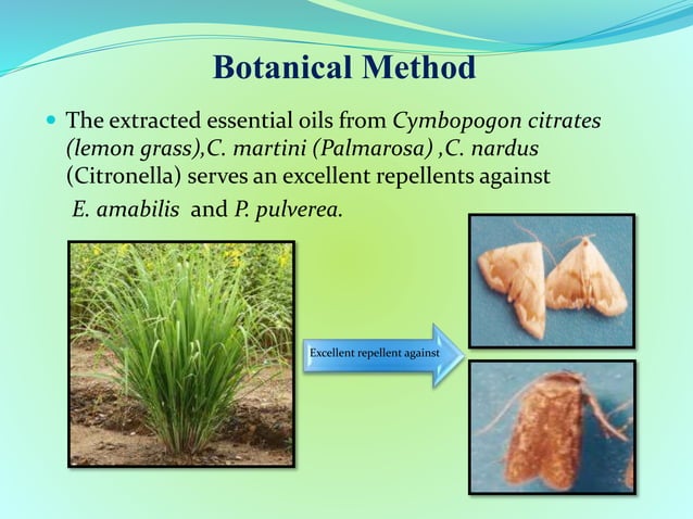 Lac insect, it's natural enemies and their management | PPTX ...