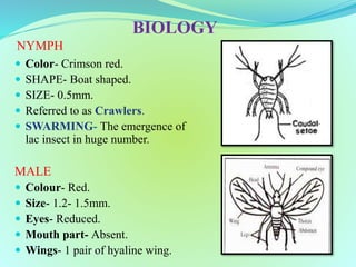 Lac insect, it's natural enemies and their management | PPTX