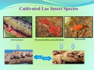 Lac insect, it's natural enemies and their management | PPT