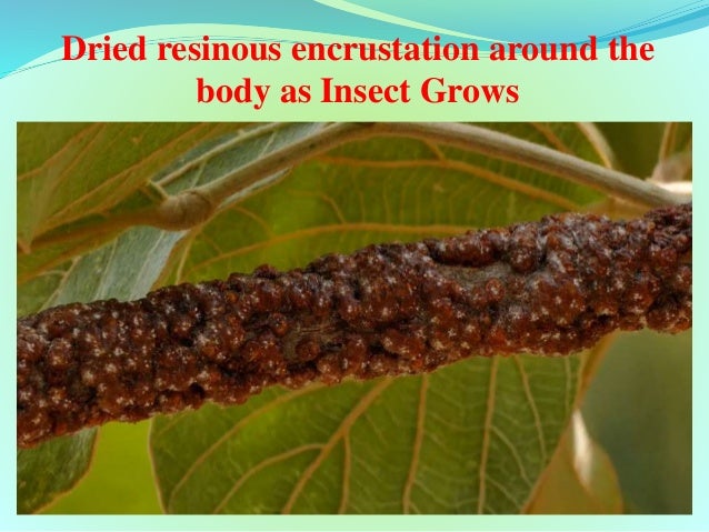 Lac insect, it's natural enemies and their management