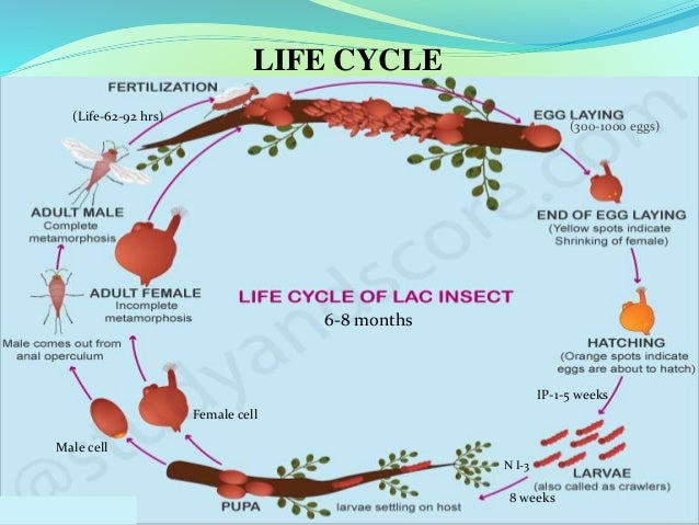 Lac insect, it's natural enemies and their management