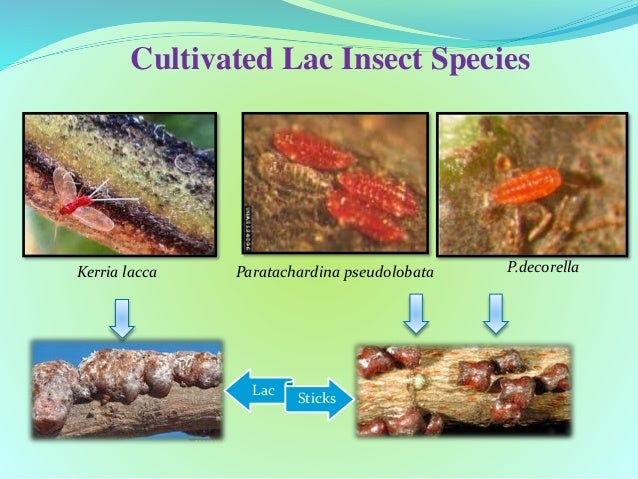 Lac insect, it's natural enemies and their management
