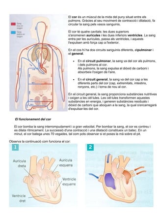 La circulació sanguínia i el cor | DOC