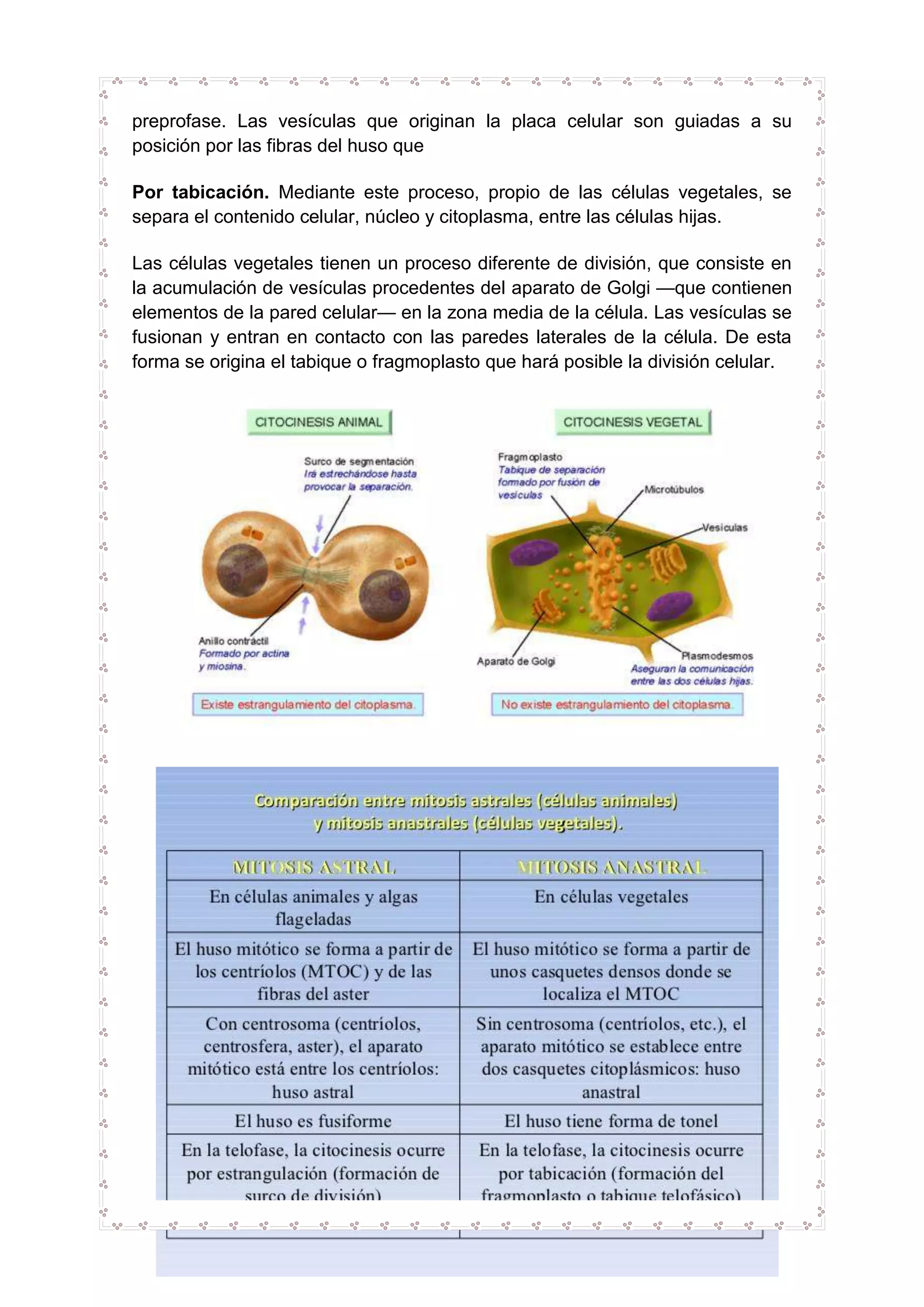 La citocinesis consiste en la separación física del citoplasma en dos ...