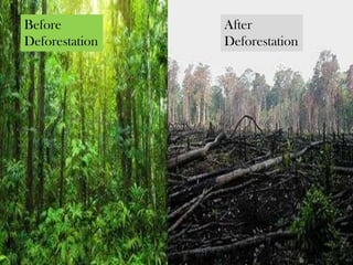 Lack of food caused by overpopulation | PPTX