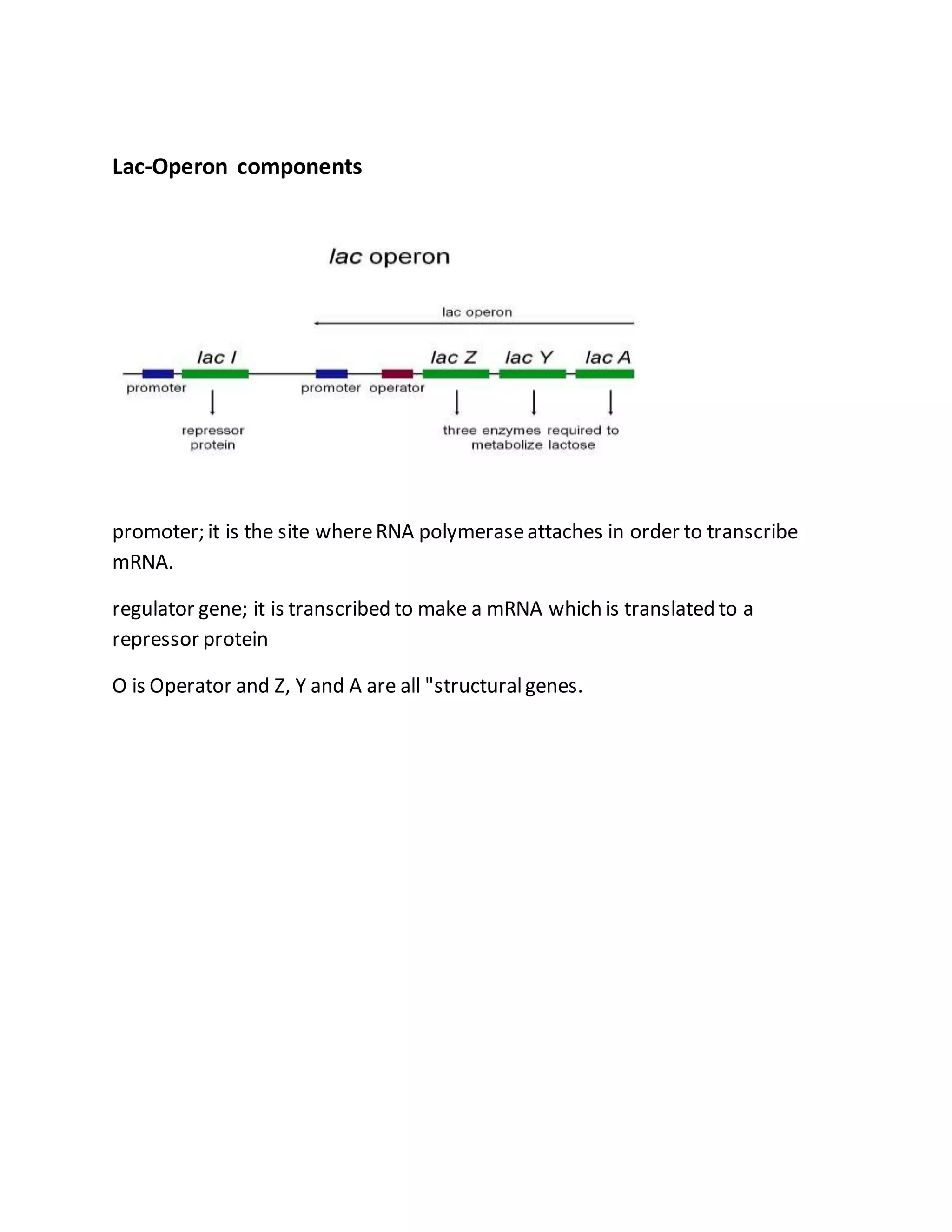 Lac operon model | DOCX