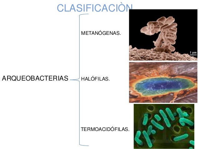 La clasificación de los seres vivos
